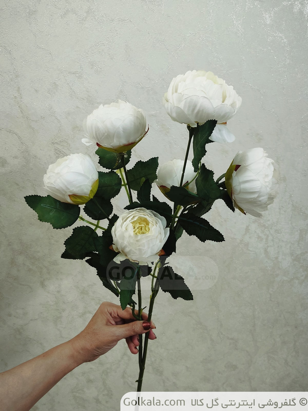 بوته یک متری گل پئونی ۶ گل | فروشگاه اینترنتی گل‌کالا (خرید آنلاین گل ...
